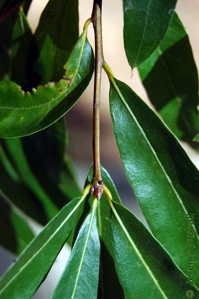 SFA Dendro - Leaf Morphology: Arrangement
