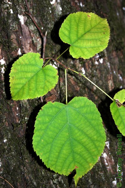 SFA Dendro - Leaf Morphology: Arrangement