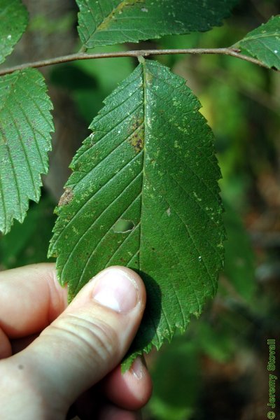 SFA Dendro - Leaf Morphology: Arrangement