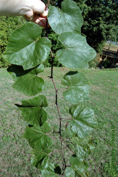 SFA Dendro - Leaf Morphology: Arrangement