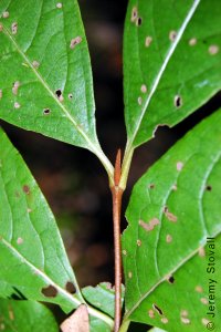 SFA Dendro - Leaf Morphology: Arrangement