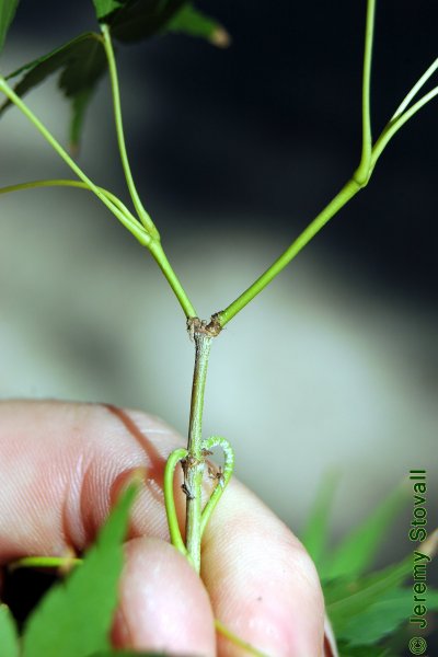 SFA Dendro - Leaf Morphology: Arrangement