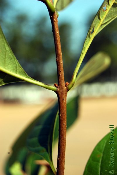 SFA Dendro - Leaf Morphology: Arrangement