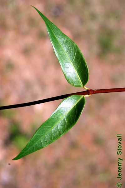 SFA Dendro - Leaf Morphology: Arrangement