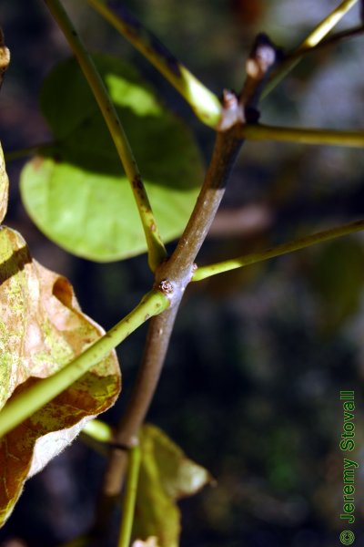 SFA Dendro - Leaf Morphology: Arrangement
