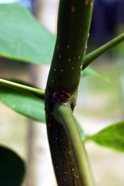 SFA Dendro - Leaf Morphology: Arrangement