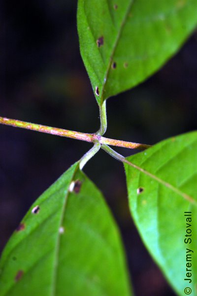 SFA Dendro - Leaf Morphology: Arrangement