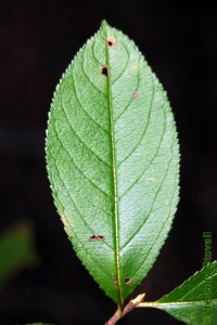 SFA Dendro - Leaf Morphology: Bases