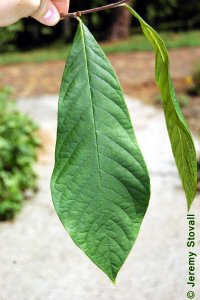 SFA Dendro - Leaf Morphology: Bases