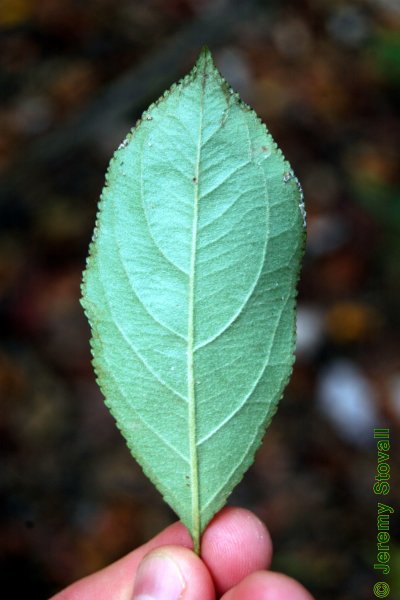 SFA Dendro - Leaf Morphology: Bases