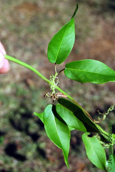 SFA Dendro - Leaf Morphology: Bases