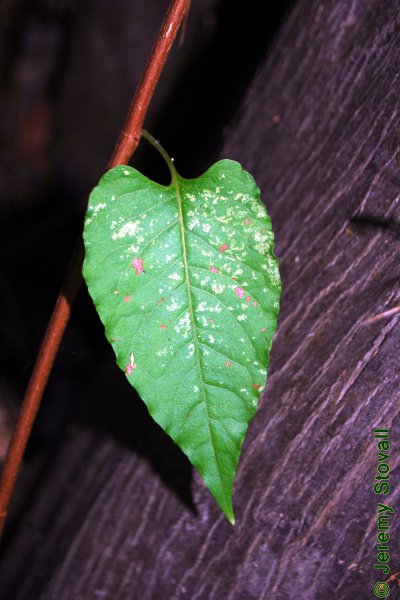 SFA Dendro - Leaf Morphology: Bases