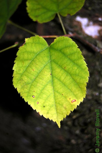 SFA Dendro - Leaf Morphology: Bases