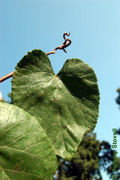 SFA Dendro - Leaf Morphology: Bases