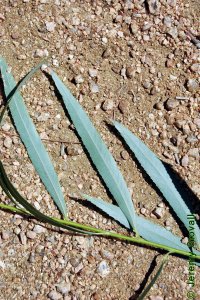 SFA Dendro - Leaf Morphology: Bases