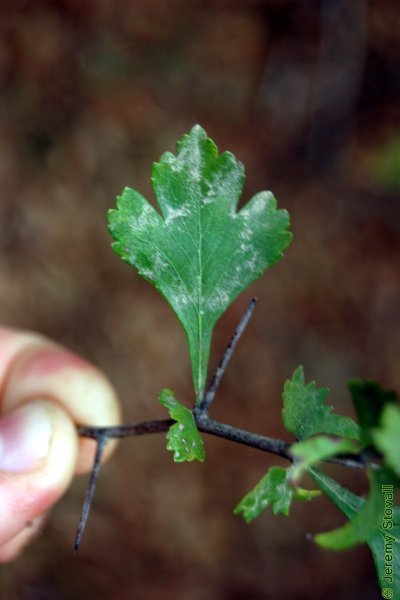 SFA Dendro - Leaf Morphology: Bases