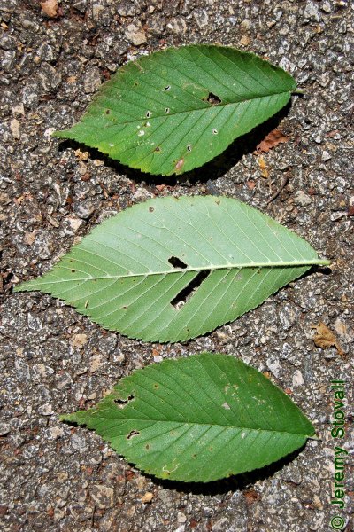 SFA Dendro - Leaf Morphology: Bases