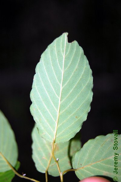 SFA Dendro - Leaf Morphology: Bases