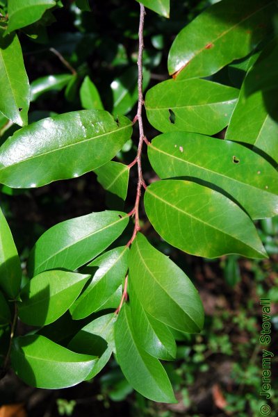 SFA Dendro - Leaf Morphology: Bases