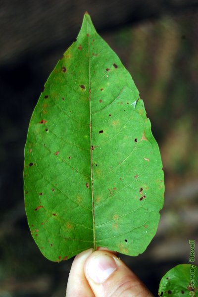 SFA Dendro - Leaf Morphology: Bases