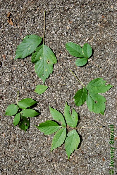 SFA Dendro - Leaf Morphology: Complexity