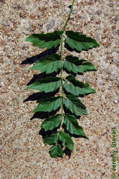 SFA Dendro - Leaf Morphology: Complexity