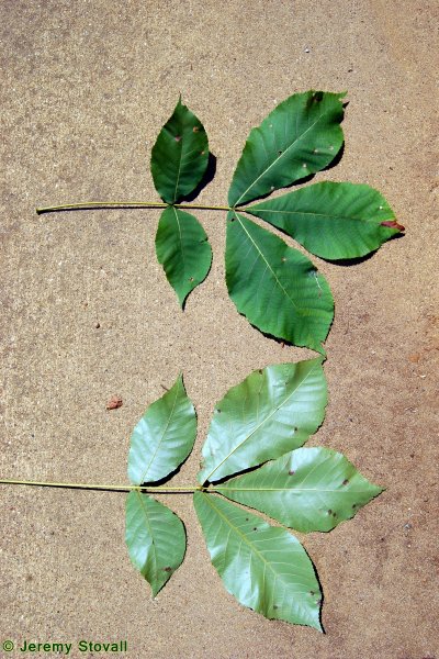 SFA Dendro - Leaf Morphology: Complexity