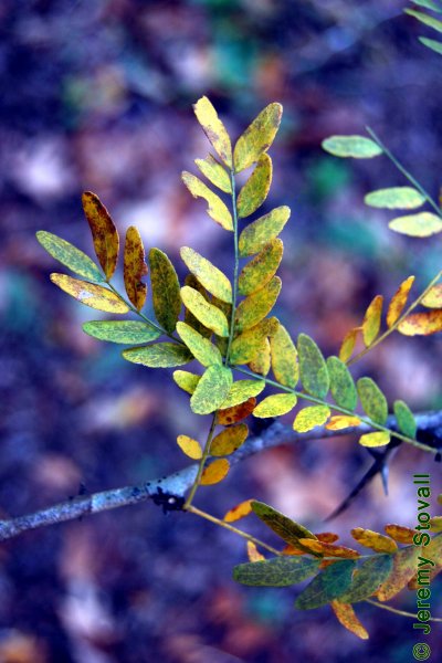 SFA Dendro - Leaf Morphology: Complexity