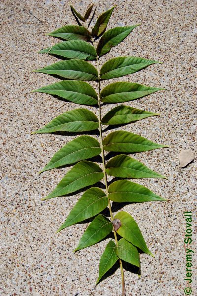 SFA Dendro - Leaf Morphology: Complexity