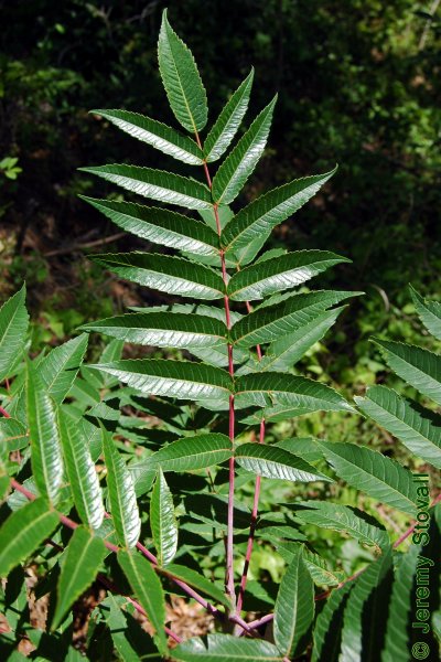 SFA Dendro - Leaf Morphology: Complexity