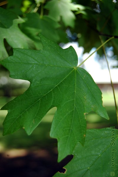 SFA Dendro - Morphology Glossary