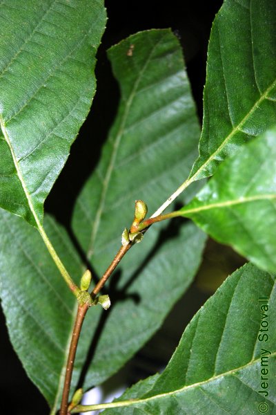 SFA Dendro - Leaf Morphology: Complexity