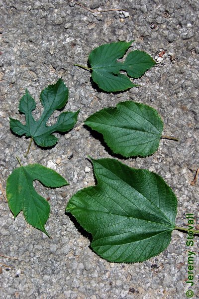 SFA Dendro - Leaf Morphology: Complexity