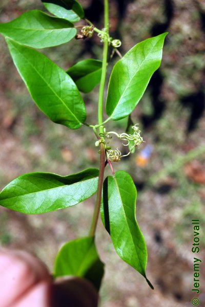 SFA Dendro - Leaf Morphology: Complexity