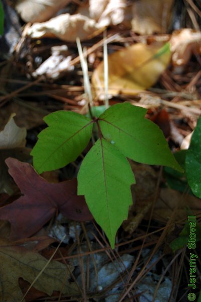 SFA Dendro - Leaf Morphology: Complexity