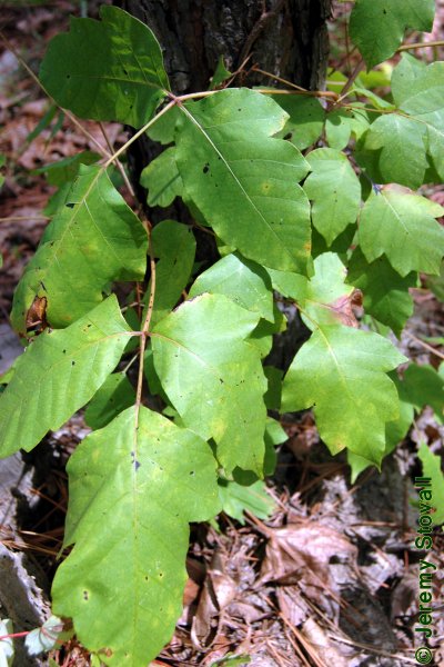 SFA Dendro - Leaf Morphology: Complexity