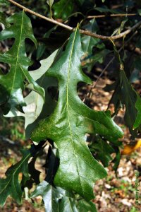 SFA Dendro - Leaf Morphology: Lobes