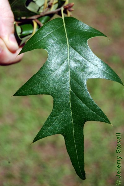 SFA Dendro - Leaf Morphology: Lobes