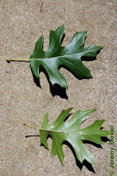 SFA Dendro - Leaf Morphology: Lobes