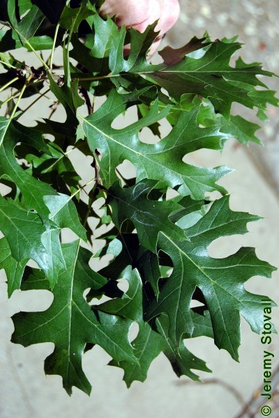 SFA Dendro - Leaf Morphology: Lobes