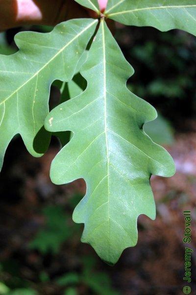 SFA Dendro - Leaf Morphology: Lobes