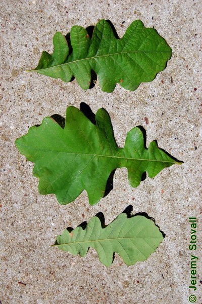 SFA Dendro - Leaf Morphology: Lobes