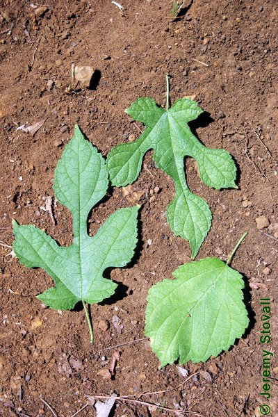 SFA Dendro - Leaf Morphology: Lobes