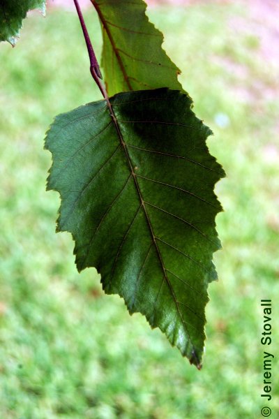 SFA Dendro - Leaf Morphology: Shape
