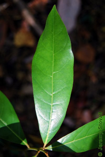 SFA Dendro - Leaf Morphology: Shape