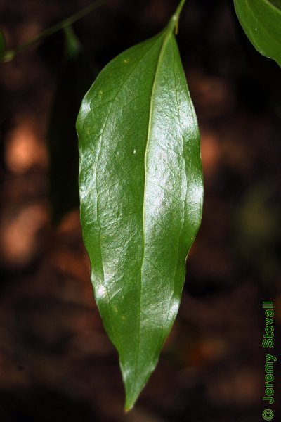 SFA Dendro - Leaf Morphology: Shape