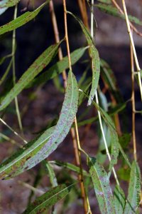 SFA Dendro - Leaf Morphology: Shape