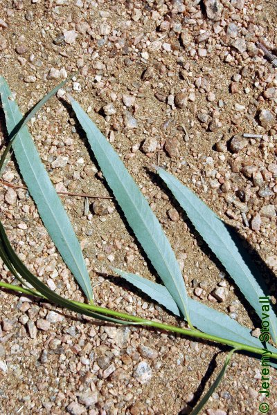 SFA Dendro - Leaf Morphology: Shape