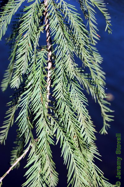 SFA Dendro - Leaf Morphology: Shape