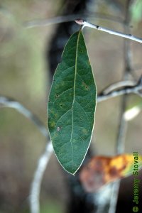 SFA Dendro - Leaf Morphology: Shape
